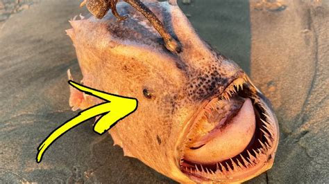 Top 10 Scariest Ocean Encounters Recorded In History Youtube
