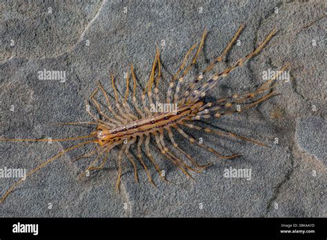 Scutigera Coleoptrata One Of Several Species Commonly Known As The