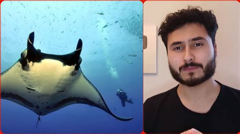 Sorprendente Grabación De Colosal Mantarraya Gigante En El Océano ¿de La Prehistoria Youtube