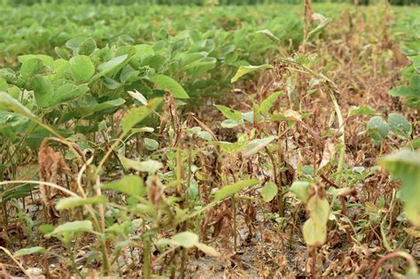 Take Actions 2025 Herbicide Classification Chart Now Available