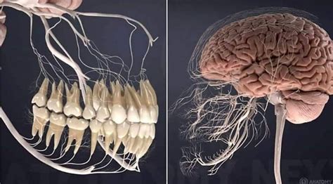 치아 신경계 구조 에누리 쇼핑지식 자유게시판
