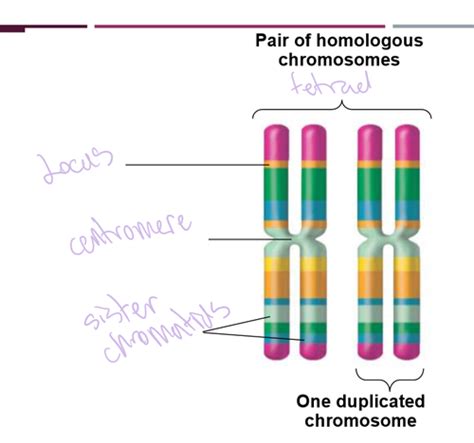 Bio Meiosis Test Flashcards Quizlet