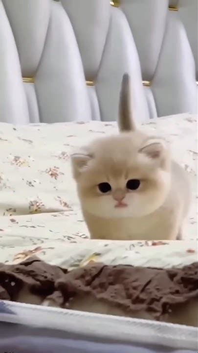 귀여운 아기고양이의 포효 Youtube