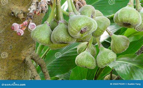 Fruits On The Tree Stock Image Image Of Leafs Green 256579249