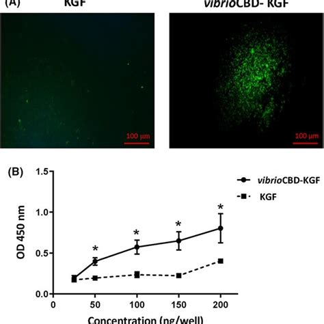 Collagen‐binding Assay By Immunofluorescence Staining And Elisa A