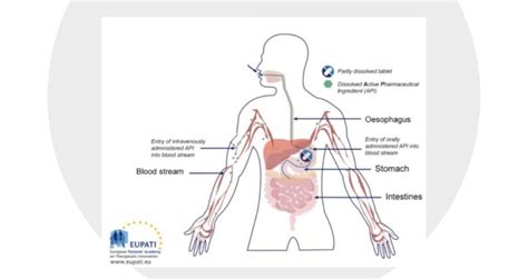 How To Calculate Bioavailability With Formula And Optimization Tips