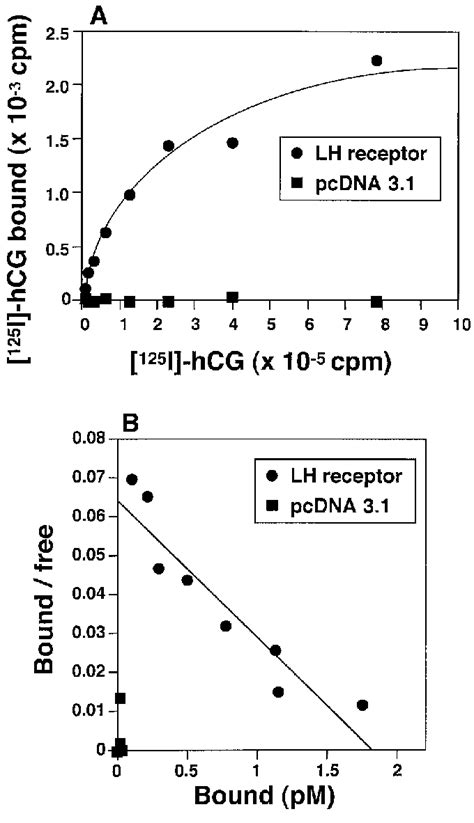 Saturation Curve A And Scatchard Plot B Of 125 I Hcg Binding To