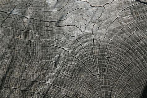 Log End Grain 1 Picture Image 3188930