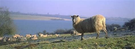 Sheep Flock On Lakeside Pasture Rutland Water Uk Our Beautiful Wall Art