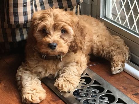 Apricot Cockapoo In Love Cockapoo Dogs Animals