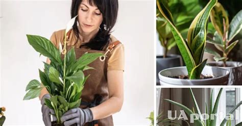 Які кімнатні рослини захищають від негативної енергії