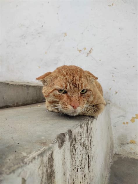 Attitude Wala Bilota R Delhi