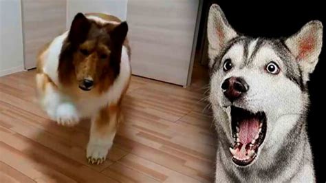 Conoce Al Youtuber Que Invirti Mil D Lares Para Convertirse En Un Perro Youtube