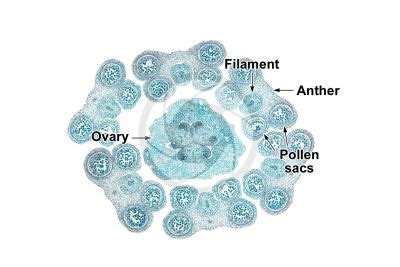 Lily Ovary Cross Section Labeled