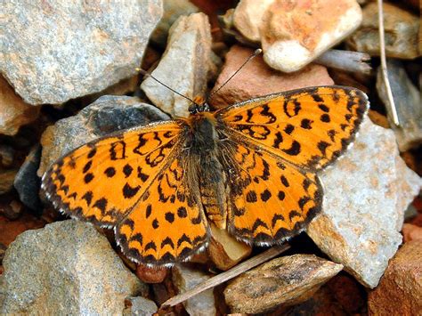 Melitaea trivia Bräunlicher Scheckenfalter Lesser Spotted Fritillary