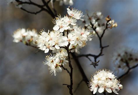 Trees With White Blossoms In Spring At Lauren Fletcher Blog