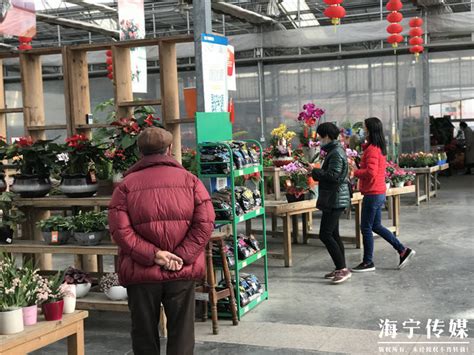 争奇斗艳！年宵花正式“上线”啦 硖石