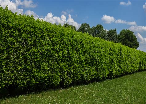 16 Amazing Hedge Ideas For Your Garden Boundaries Explained Thearches