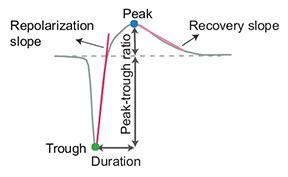Postprocessing Module Spikeinterface Documentation