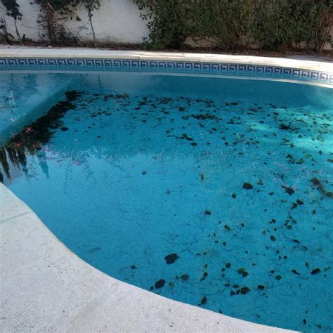 Algae In Your Swimming Pool Algae Pool Maintenance And More Great Backyard Place The Great