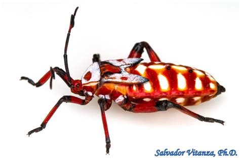 Hemiptera Heteroptera Coreidae Thasus Neocalifornicus Giant Mesquite