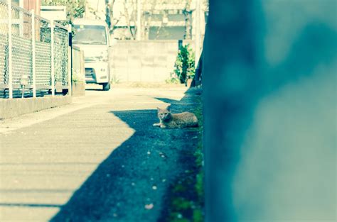 猫 Ganref