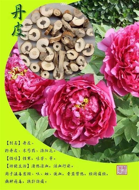 常见中草药图谱 本文根据电子书常用中草药 种图谱整理 雪球