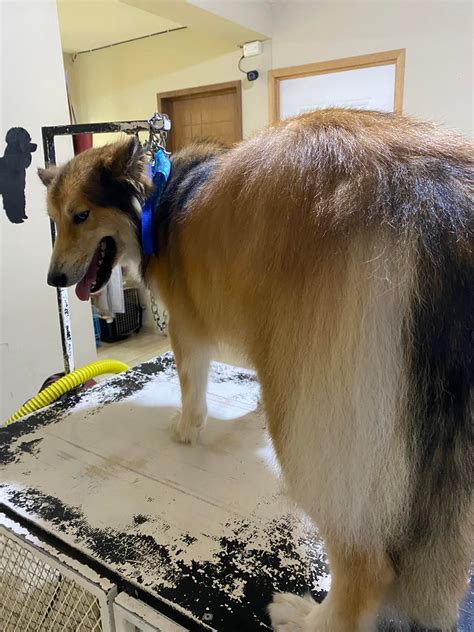 Atención Veterinaria Canitos Zacatecas