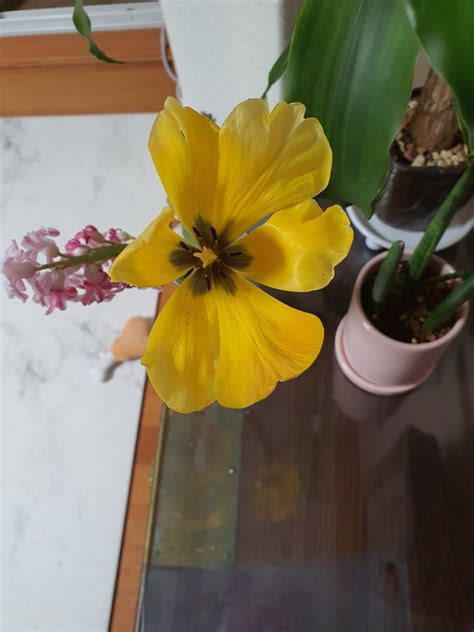 튤립 절화 수명연장제 지식in