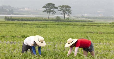 평사리들판 삼채밭에서 잡초 뽑는 농부