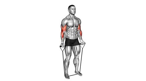 Biceps Curl Master The Band Alternating Technique Video Guide And Tips