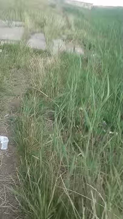 Ден рожденя Youtube