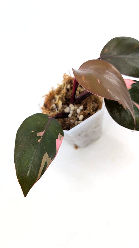 Philodendron Pink Princess — The Leaf Gallery