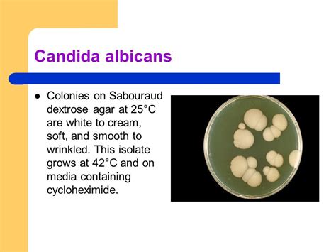 Candida Albicans And Antibiotics