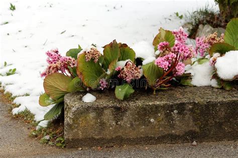 Snow Covered Bergenia Or Elephant Eared Saxifrage Flowering Plant With
