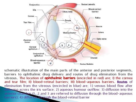 Posterior Drug Delivery Posterior Drug Delivery Dr Athmar