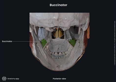 Buccinator Posterior View Anatomyapp