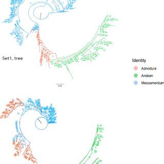 Population Structure Of 472 Set1 And 298 Set2 Common Bean Genotypes