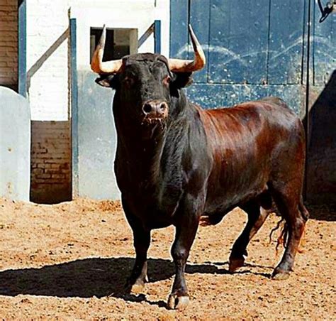 Toro The Fighting Bull Is Characterized By Its Aggressive Behavior