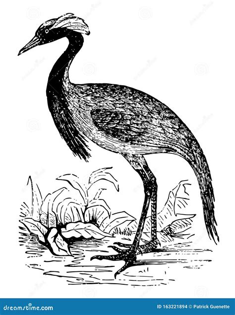 Demoiselle Crane Head Vector Illustration Flat Style Profile