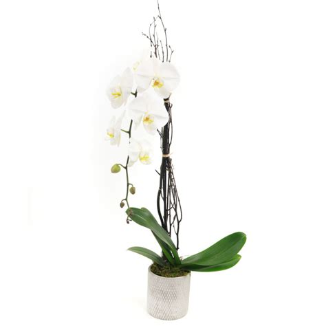 White Phalaenopsis Orchid 1 Florist In Los Angeles Dotties Flowers