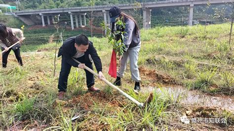 安远县知联会开展“学雷锋 知联行”义务植树活动安远党务公开网