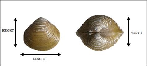Length Width And Height Measurement 3 Results And Discussion A Total Download Scientific