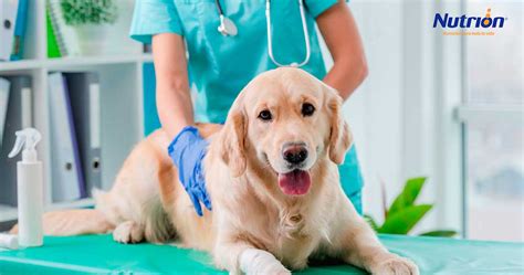 2726 Turnos Para La EsterilizaciÓn De Perros Y Gatos En BogotÁ