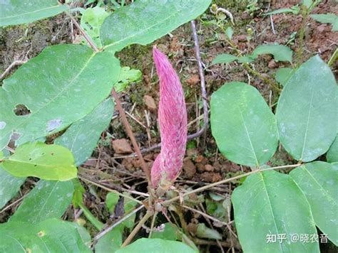 猫尾草的用途和价值？ 知乎