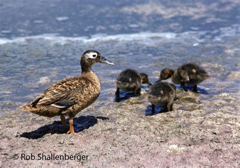The Incredible Story Of The Laysan Duck Safari West