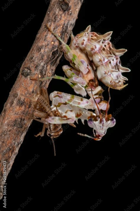 Praying Mantis Eats Captured Insect Flowering Mantis Pseudocreobotra