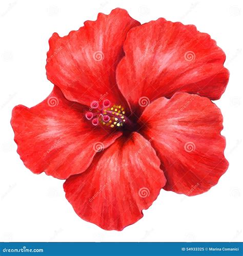 Hibiscus Flower Drawing