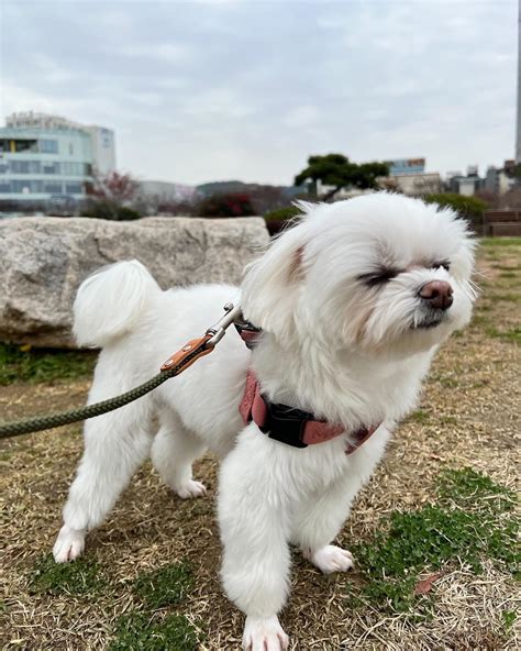 리츠펫 팰리스 산책하면리츠펫🐕🐾 변화하는 계절을 우리 친구들과 산책하며 같이 느끼고 있어요🐶