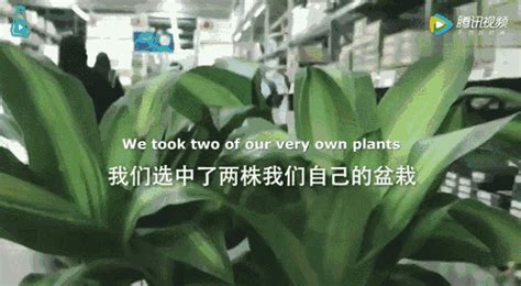 罵了三十天植物被罵死你還敢對孩子惡言惡語 每日頭條